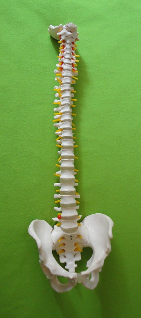 Om KST og Biodynamics Kranio-sakral terapi – Kranio-sakral terapi ved ...